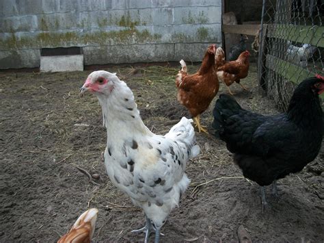 I Have A Chicken Dont Know What Kind