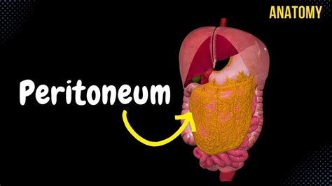 Peritoneum Anatomy Animation