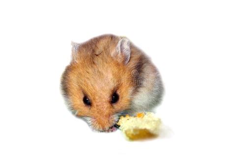 Hamster Mignon Image Stock Image Du Fond Accumulation 5298717