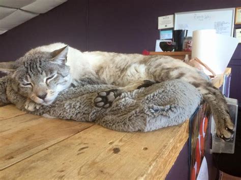 ¡hermoso Andre Es Un Gato Gigante Que Causa Sensación En Facebook