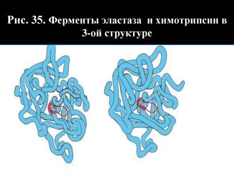 Введение в биохимию Строение и функции белков пептидов и аминокислот презентация онлайн