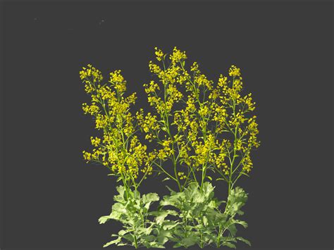 Brassica Juncea Chinese Mustard 3d Model By 3dgardenplants