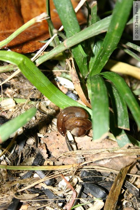 Sluggin Along Mating Slugs Unsuccessful Sperm Exchange