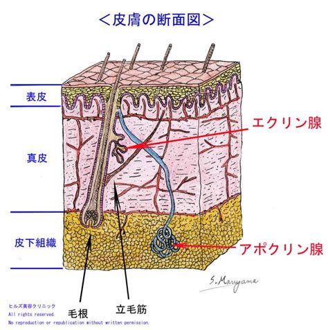 皮膚の構造と機能①～はじめに～ ヒルズ美容ステーション
