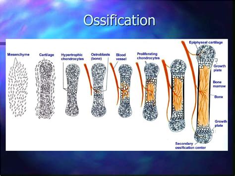 Ppt Understanding Bone Structure And Classification Powerpoint Presentation Id1706004