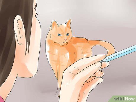 How To Know If Your Cat Is Dying 15 Steps With Pictures