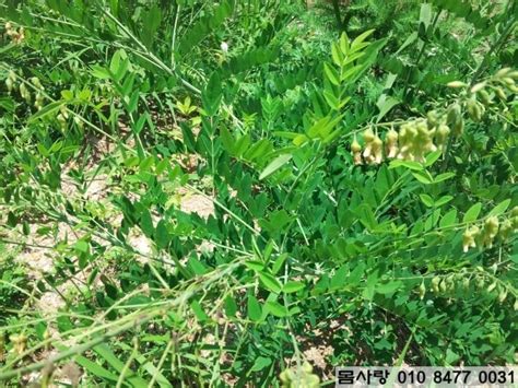 고삼효능 고삼차 네이버 블로그