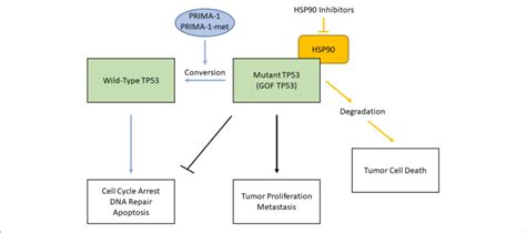Two Strategies To Combat Therapy Resistance Caused By Mutant Tp53