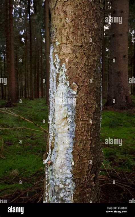 Pine Tree Secreting Resin In Response To Injury Stock Photo Alamy