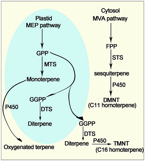 The Pathway Of Terpene Synthase Gene Responsible For The Formation Of