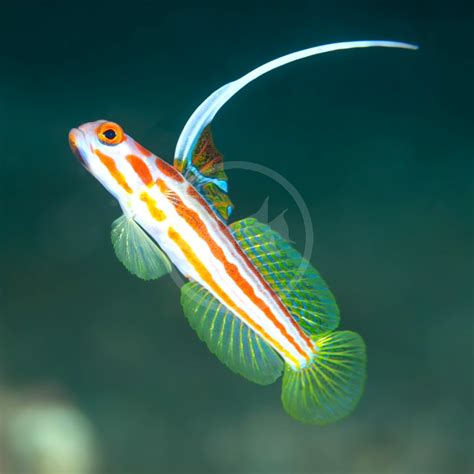 Yasha Hasa Goby