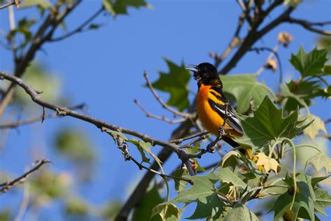 About Baltimore Oriole Maryland Biodiversity Project