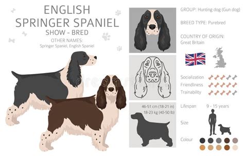 English Springer Spaniel Clipart Different Poses Coat Colors Set