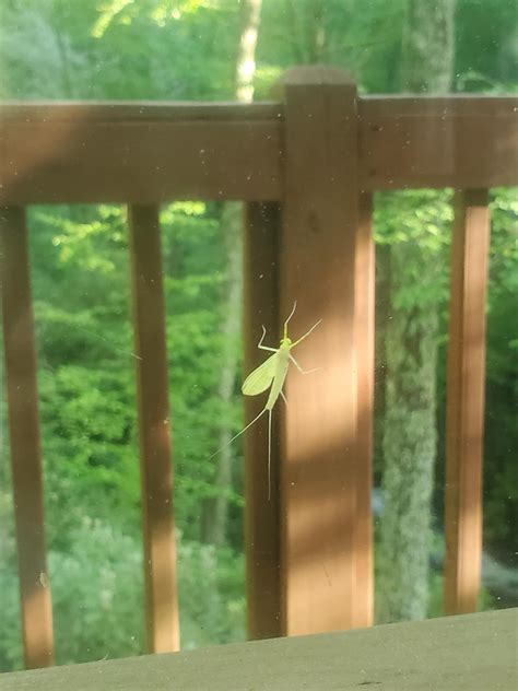 A Prime Mayfly Specimen Posed For Pictures On My Picture Window
