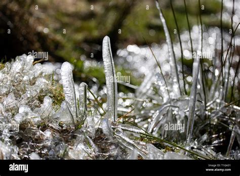 Frozen Grass Melting Ice Spring Background Shiny Ice Fancy Abstract