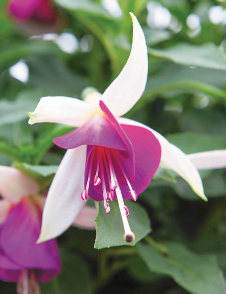 Fuchsia Tesselaar
