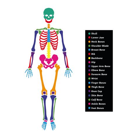 Skeleton Playground Marking School Playground Markings
