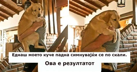 Животните покажуваат дека можат да бидат наивни и слатки како малите