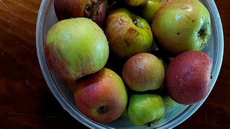 როგორ ვაკეთებ ვაშლის ძმარს Youtube