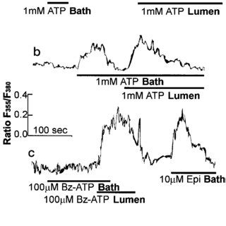 Localization Of P Receptors In The Smg Duct Fura Loaded