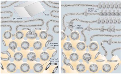2d Schematics Showing The Onset Of In Meso Crystallization Of Membrane