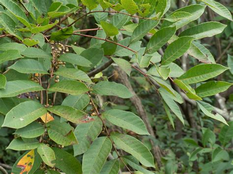 Poison Ivy Woody Plants Of Ohio