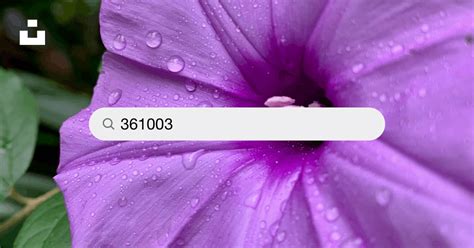361003 Fotos Baixe Imagens Gratuitas Na Unsplash