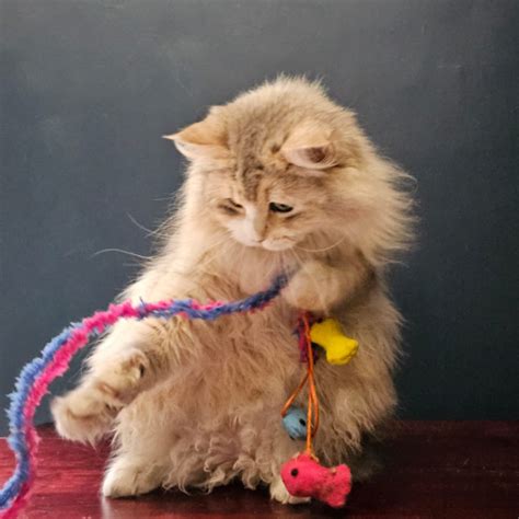 Stud Lazuli Siberian Cattery