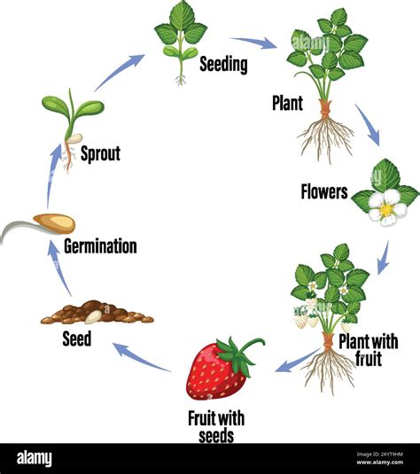 Life Cycle Of Strawberry Diagram Illustration Stock Vector Image And Art