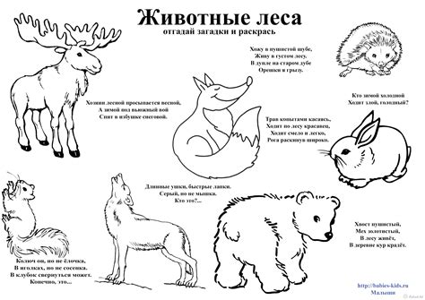 Розмальовки лісові, пошук.