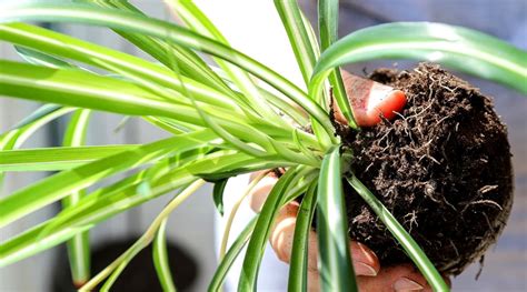 How To Repot Spider Plants In 5 Easy Steps