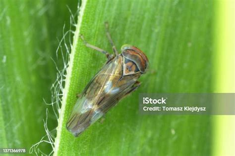 ตั๊กแตนเล็ก ๆ บนใบข้าวโพด ภาพสต็อก ดาวน์โหลดรูปภาพตอนนี้ Leafhopper