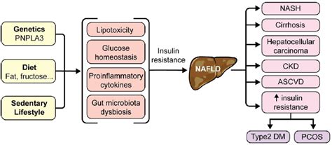 Nafld Non Alcoholic Fatty Liver Disease Stems From A Combination Of