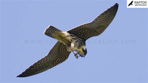 How To Sex Eurasian Hobby In Juvenile And Transitional Plumage Raptor Identification The