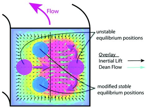 Superposition Of Effects Of Inertial Migration And Secondary Flow On Download Scientific