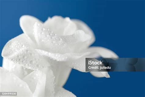 파란색 배경에 흰색 Freesia 꽃입니다 꽃 나무에 대한 스톡 사진 및 기타 이미지 꽃 나무 꽃 꽃의 구조 꽃 식물