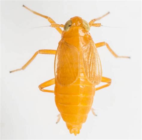 Planthopper Bugguidenet