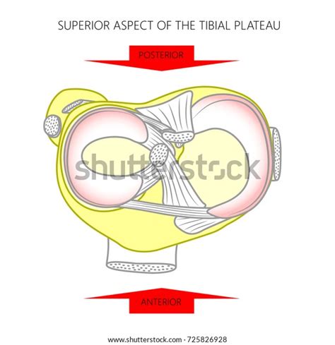 Vector Illustration Anatomy Proximal Surface Tibia Stock Vector Royalty Free 725826928