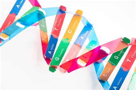 DNA Or Deoxyribonucleic Acid Is A Double Helix Chains Structure Formed