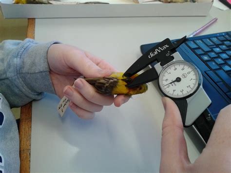 what can nestedness metrics tell us about birds oikos journal