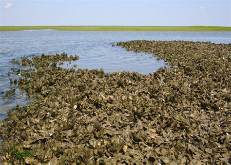 Coastal Protection Mapping Ocean Wealth