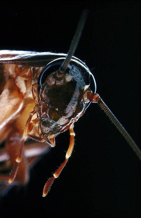 Does The American Cockroach Fly Study Tells Pestclue