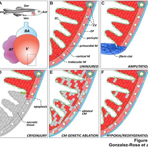 The Zebrafish Heart Anatomy Histology And Injury Paradigms A