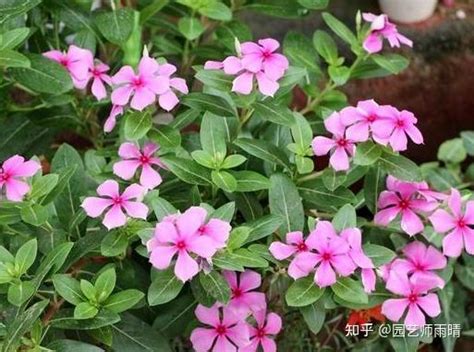 花盆、花土里有小飞虫怎么办？ 知乎