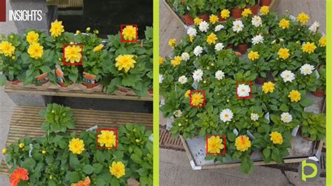 Real Time Detection Of Flowers