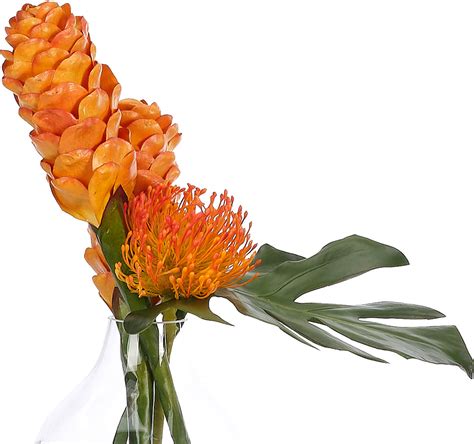 Protea Ginger Faux Watergarden 15 Ndi