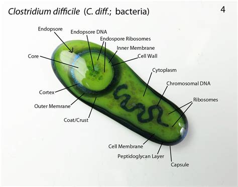 Clostridium Difficile 4 Fused Glass Bacteria By Trilobiteglassworks On