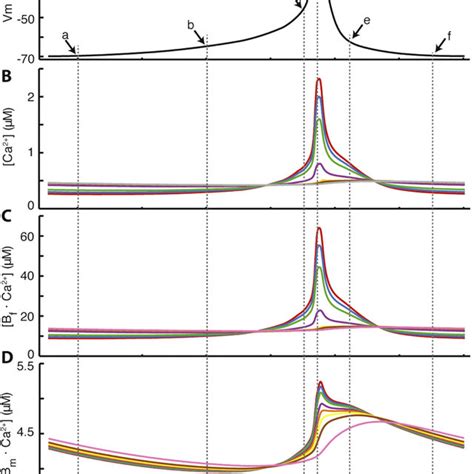 Spatiotemporal Distribution Of Ca²⁺ And The Bi · Ca²⁺ Complexes A Download Scientific