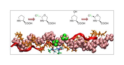 Inviting C5 Trifluoromethylated Pseudoprolines Into Collagen Mimetic