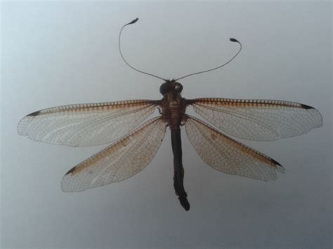 Does Anyone Or Knows Who Is Working On The Owlflies Neuroptera Systematics Taxonomy